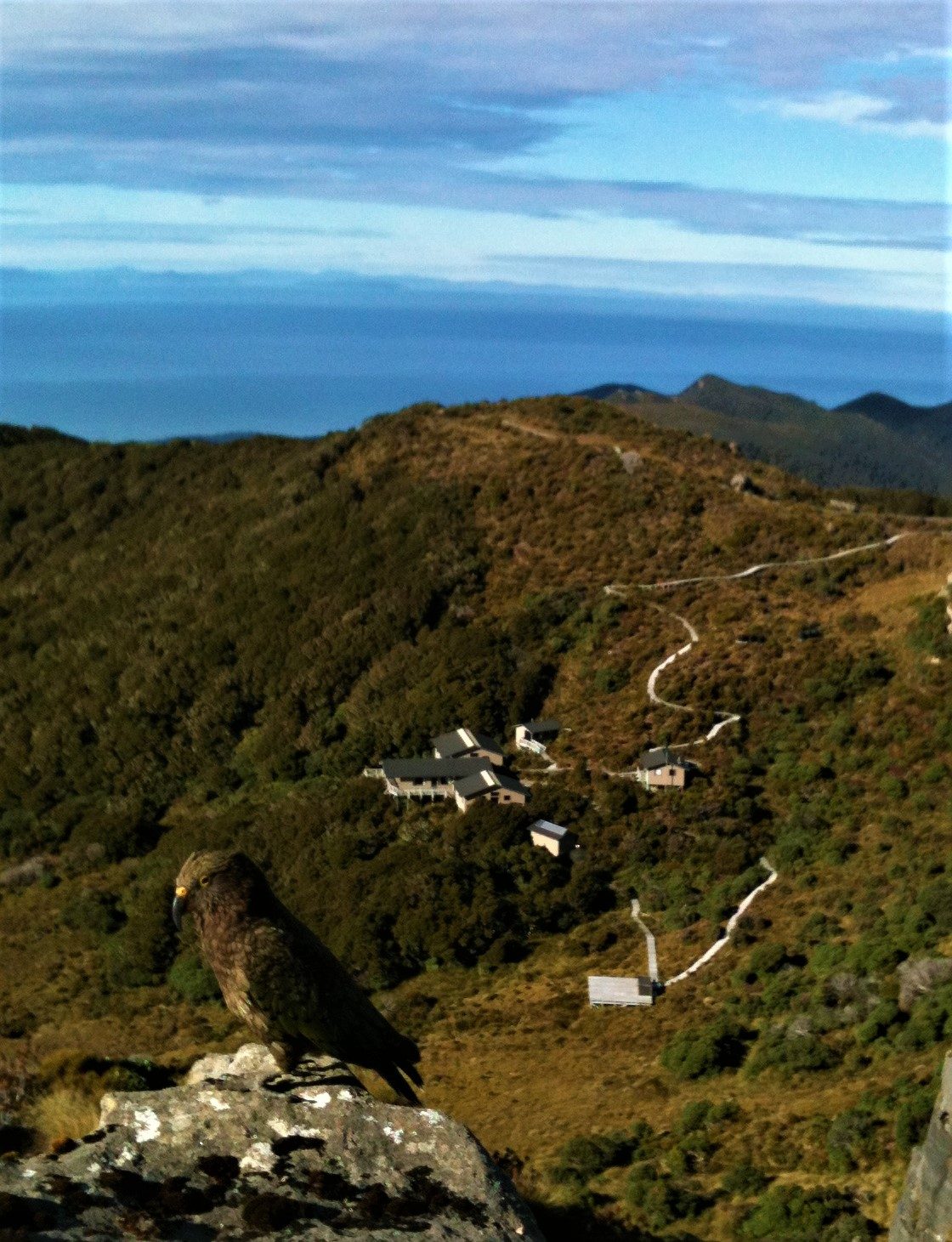 Kea - NZ Hikes