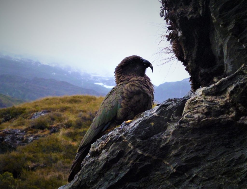 Kea Basin - Part One - NZ Hikes