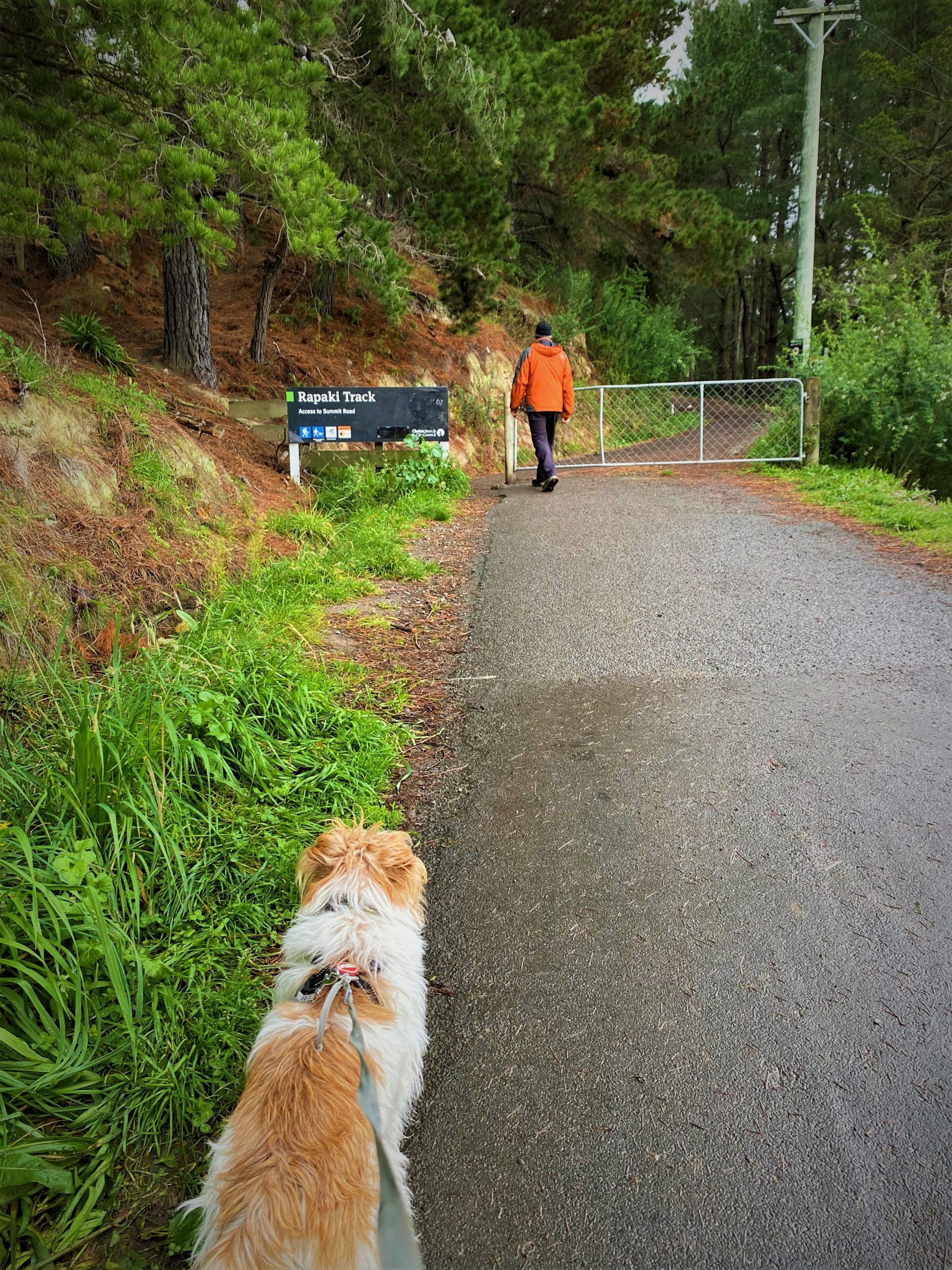 The Tragedy Track (Part One) - Rapaki Track. - NZ Hikes